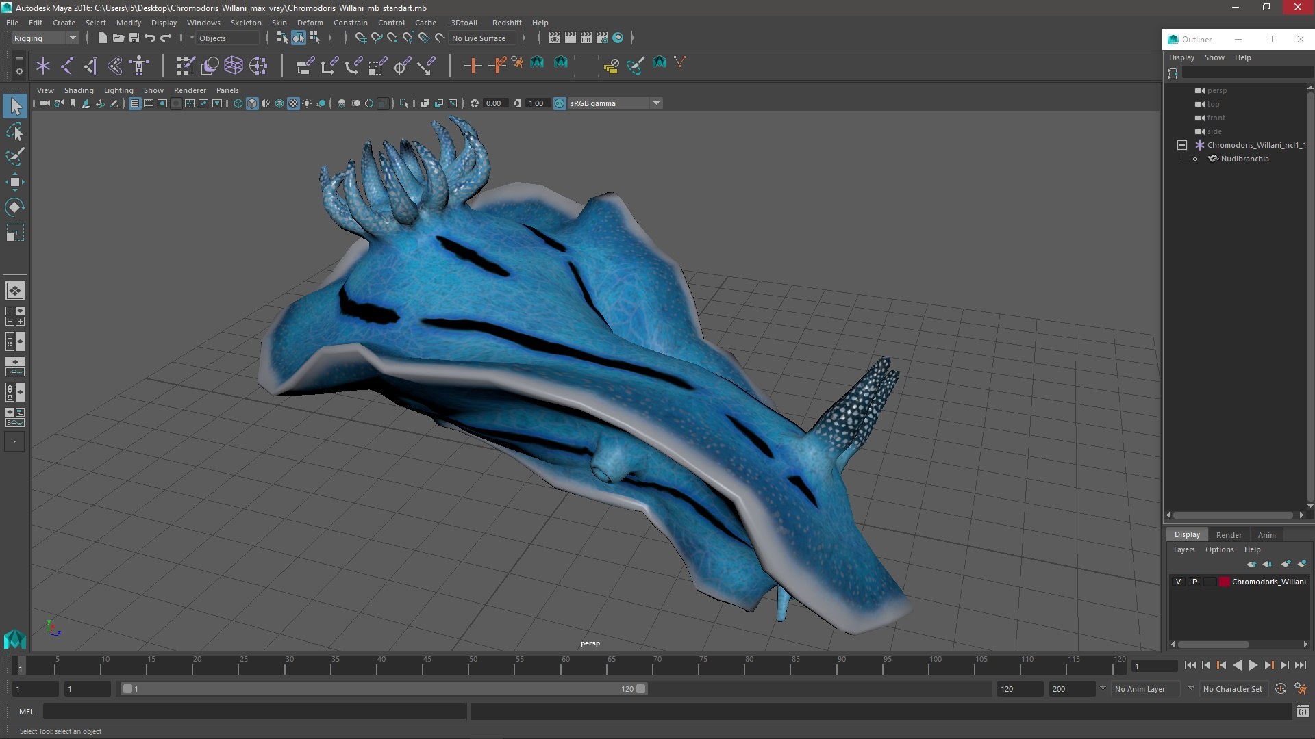 3D Chromodoris Willani - TurboSquid 2202029