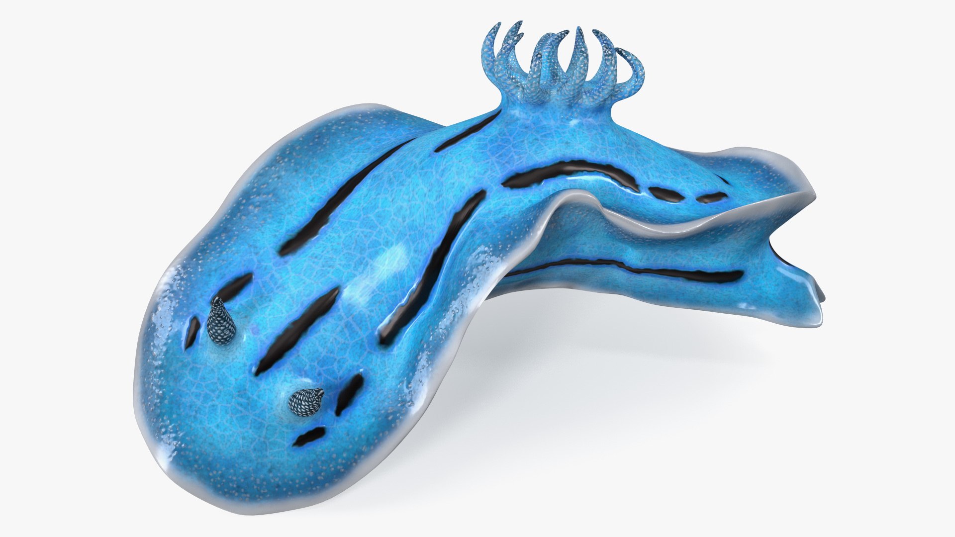 3D Chromodoris Willani - TurboSquid 2202029