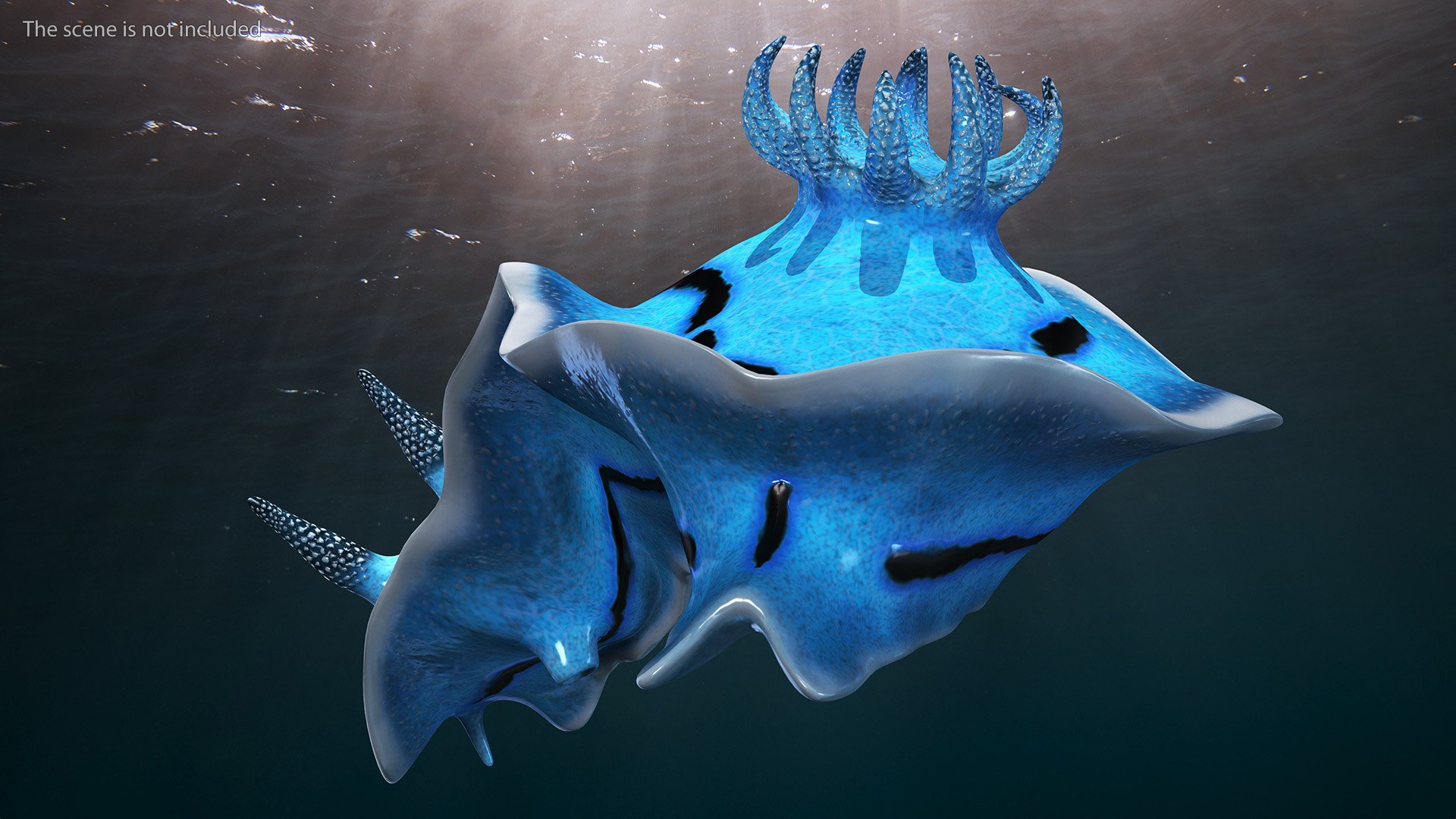 3D Chromodoris Willani - TurboSquid 2202029