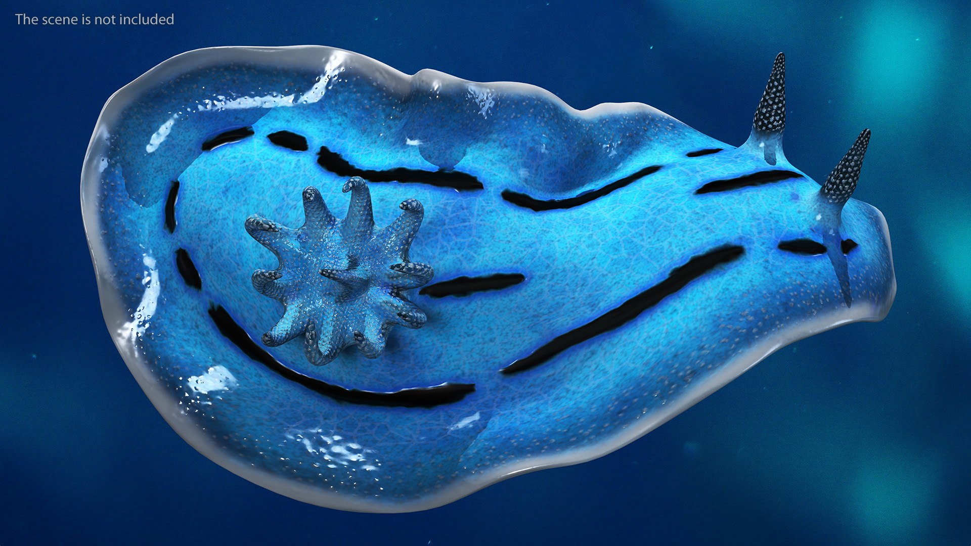 3D Chromodoris Willani - TurboSquid 2202029