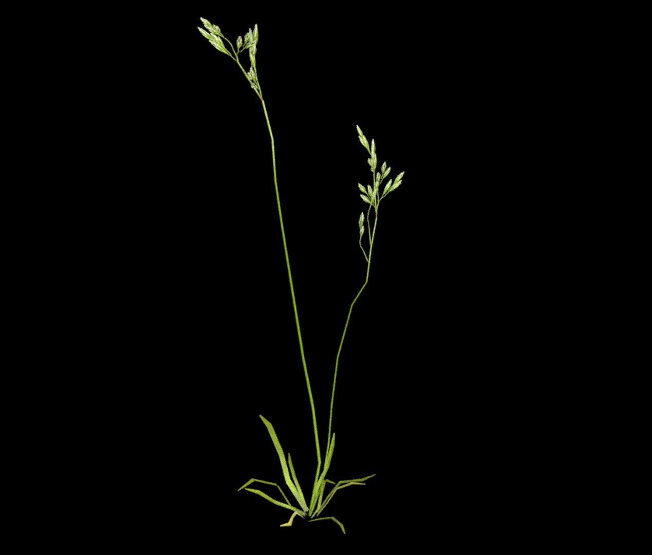 Blender Asset Grass 3D Model - TurboSquid 1228814