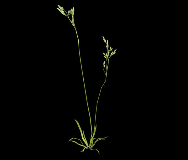 Blender asset grass 3D model - TurboSquid 1228814