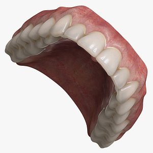 3D Dentures Models | TurboSquid