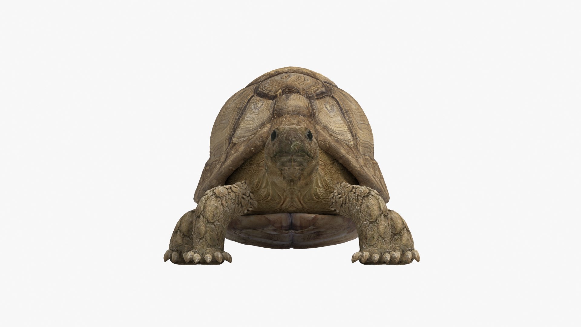 Tortoise 3D Model - TurboSquid 1881079