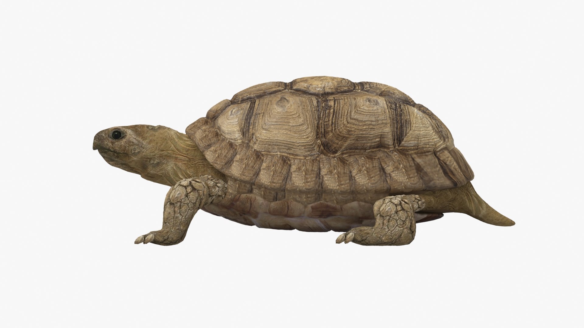 Tortoise 3D Model - TurboSquid 1881079