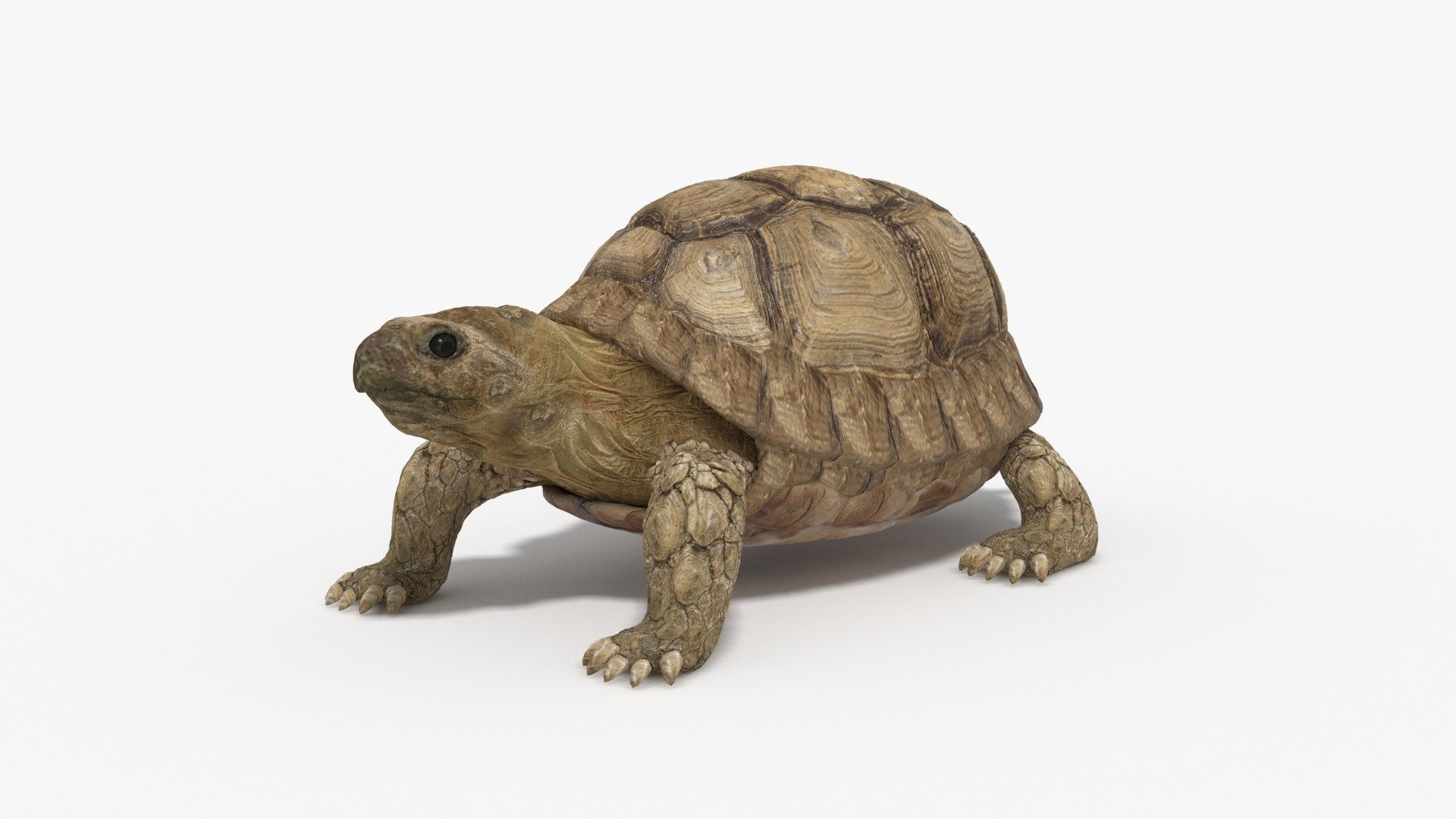 Tortoise 3D Model - TurboSquid 1881079