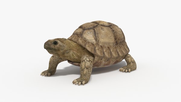 modelo 3d Tortuga tortuga modelo 3d - TurboSquid 1881079
