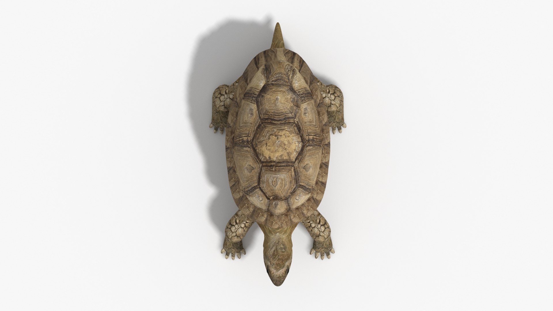 Tortoise 3D Model - TurboSquid 1881079