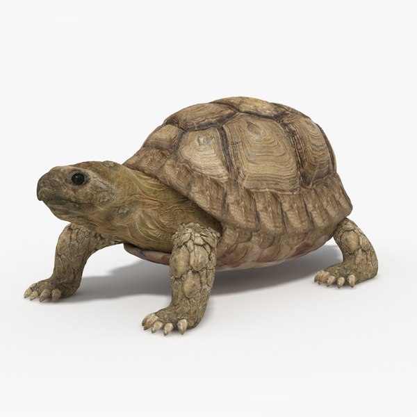Tortoise 3D Models for Download | TurboSquid