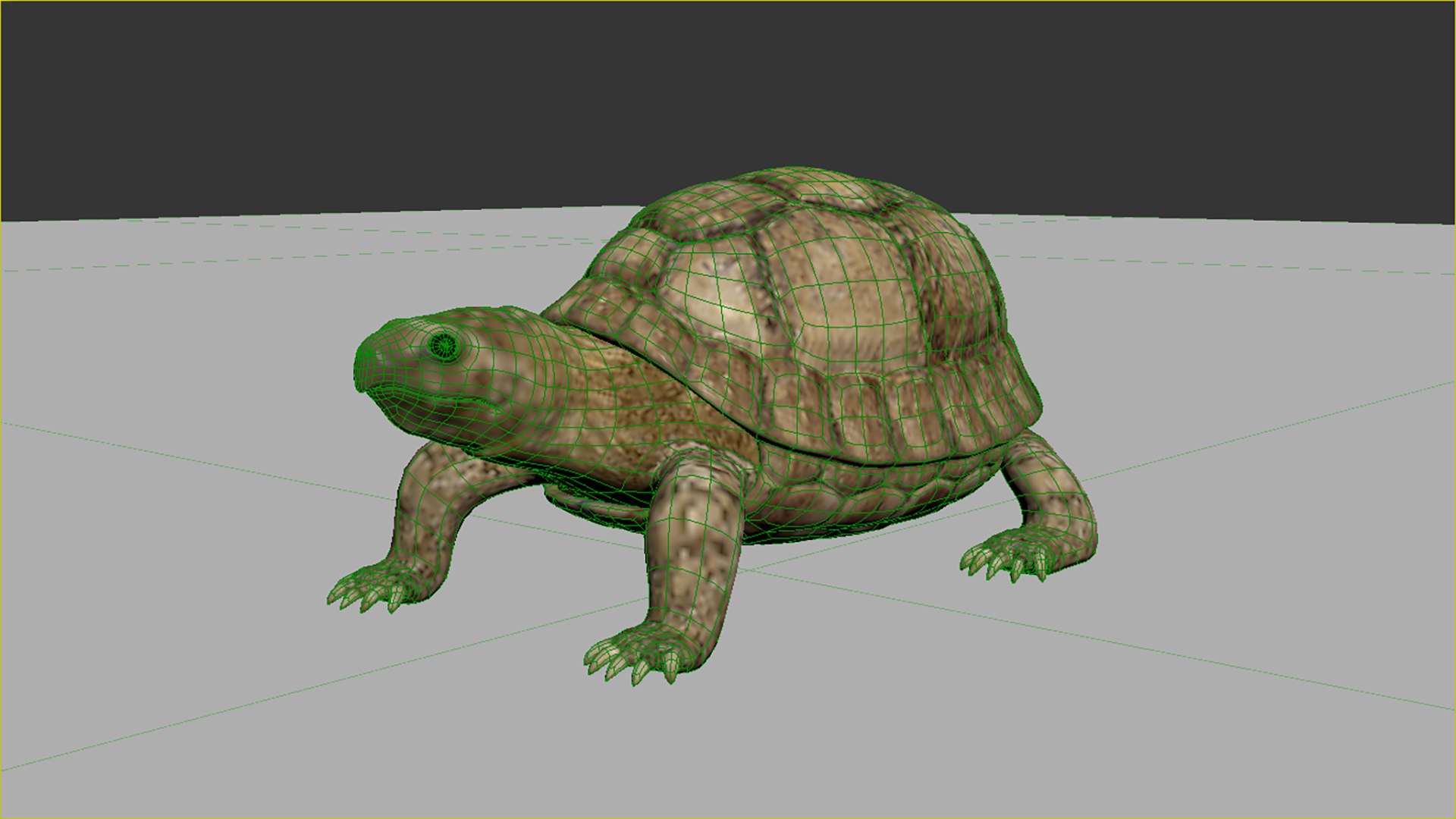 Tortoise 3D Model - TurboSquid 1881079