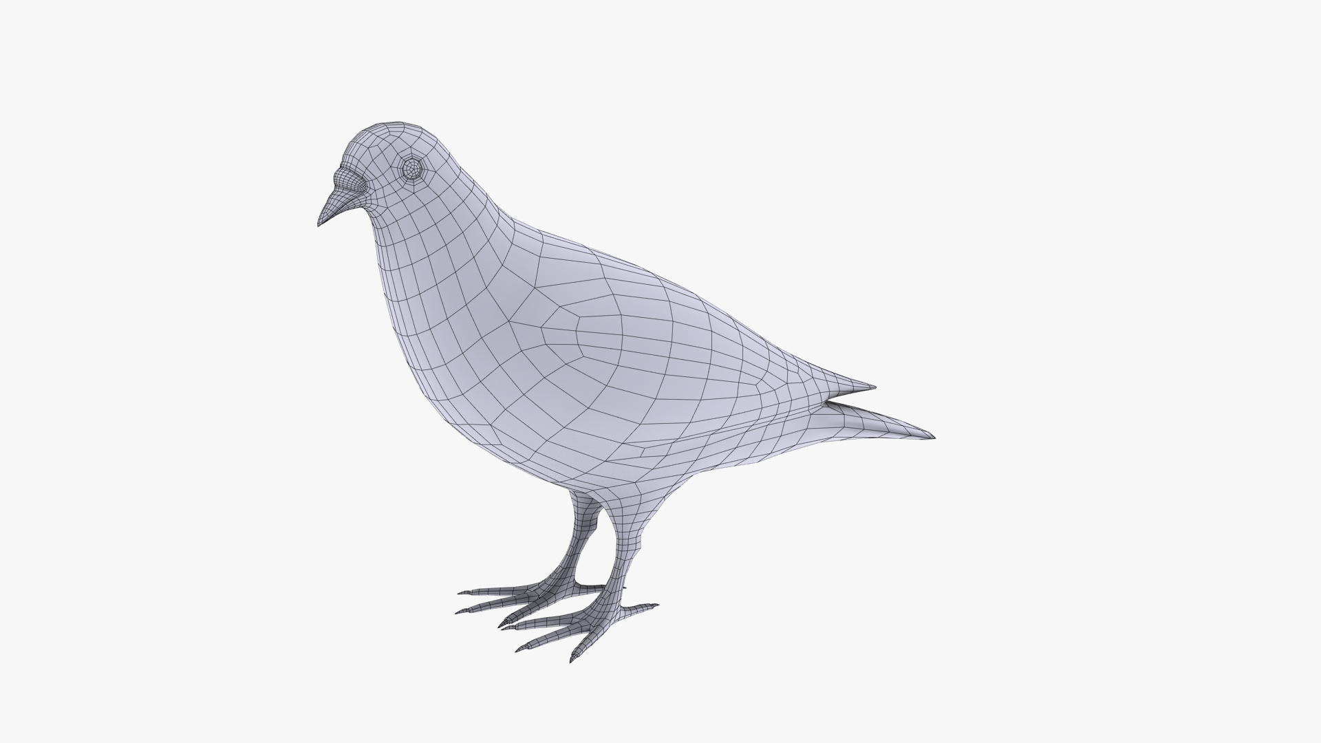 3d Pigeon Model