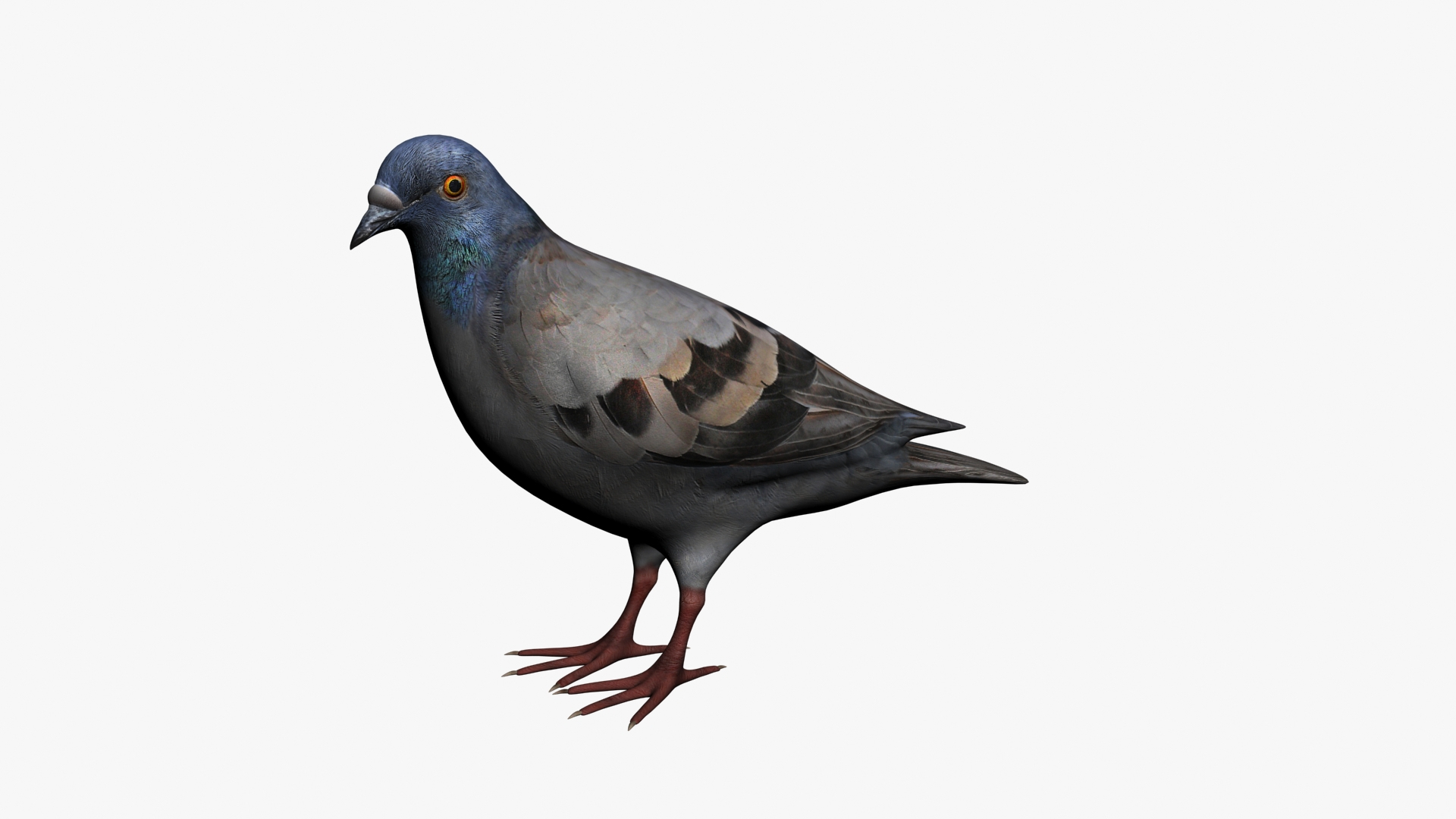 3d Pigeon Model