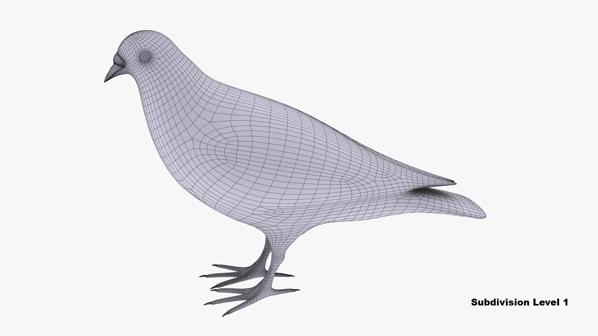 3d Pigeon Model