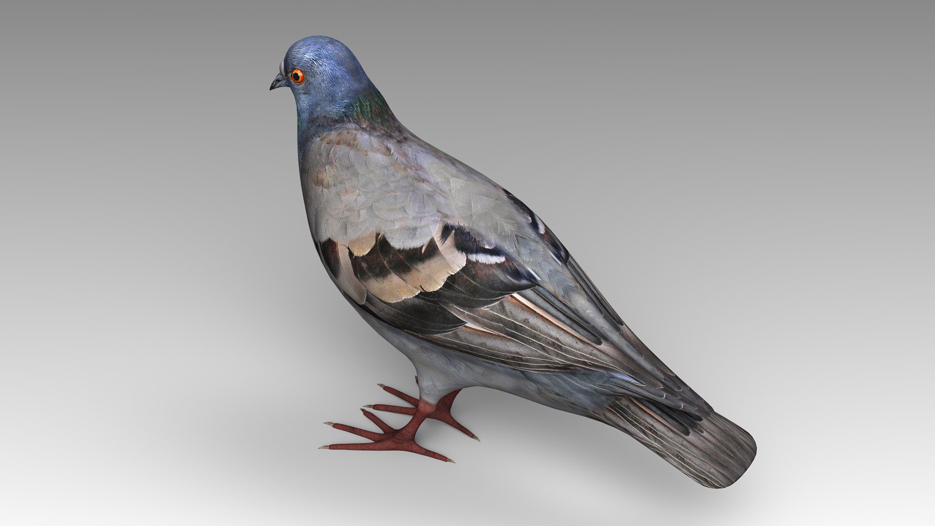 3d Pigeon Model
