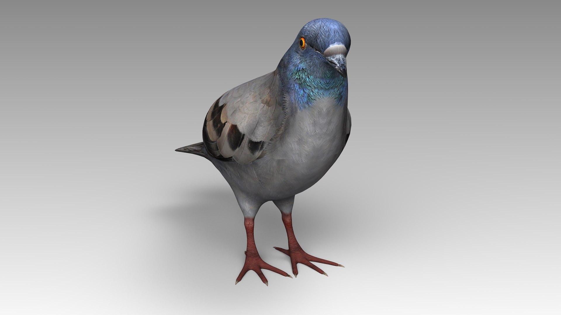 3d Pigeon Model