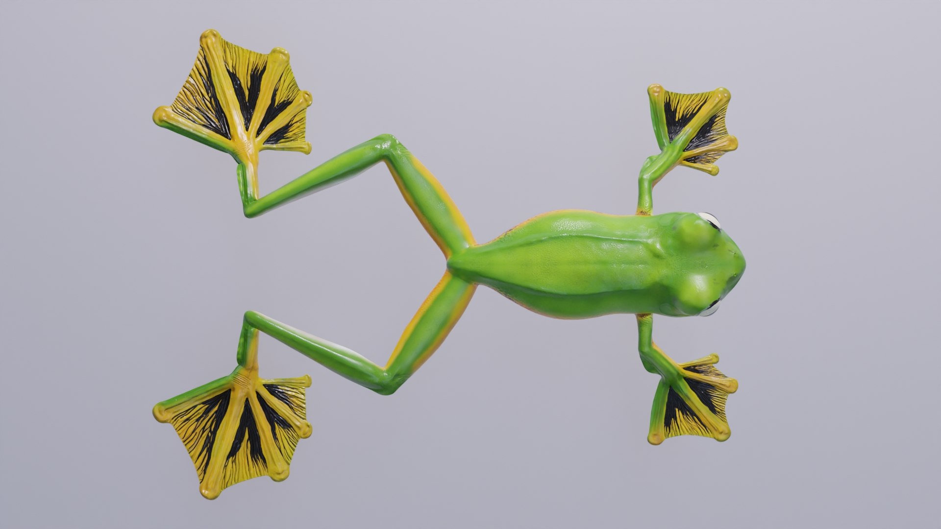 Wallaces Flying Frog - Rigged 3D - TurboSquid 2031822