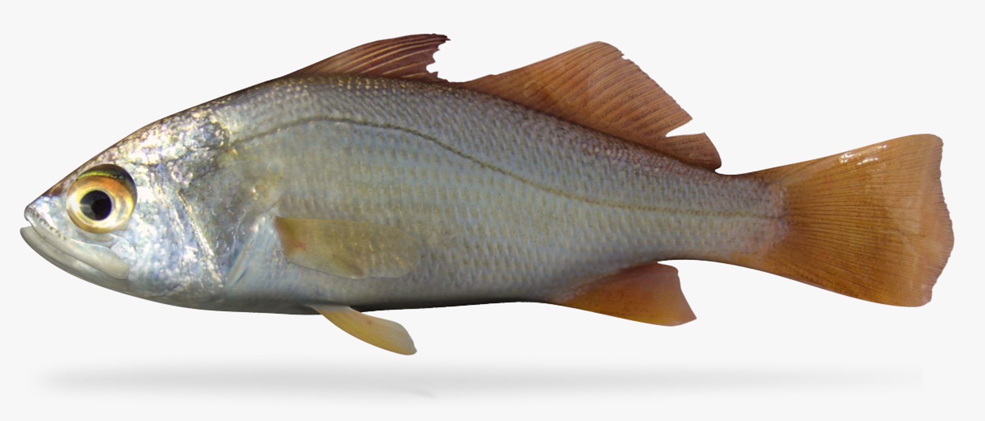 Silver Perch 3D - TurboSquid 1170414