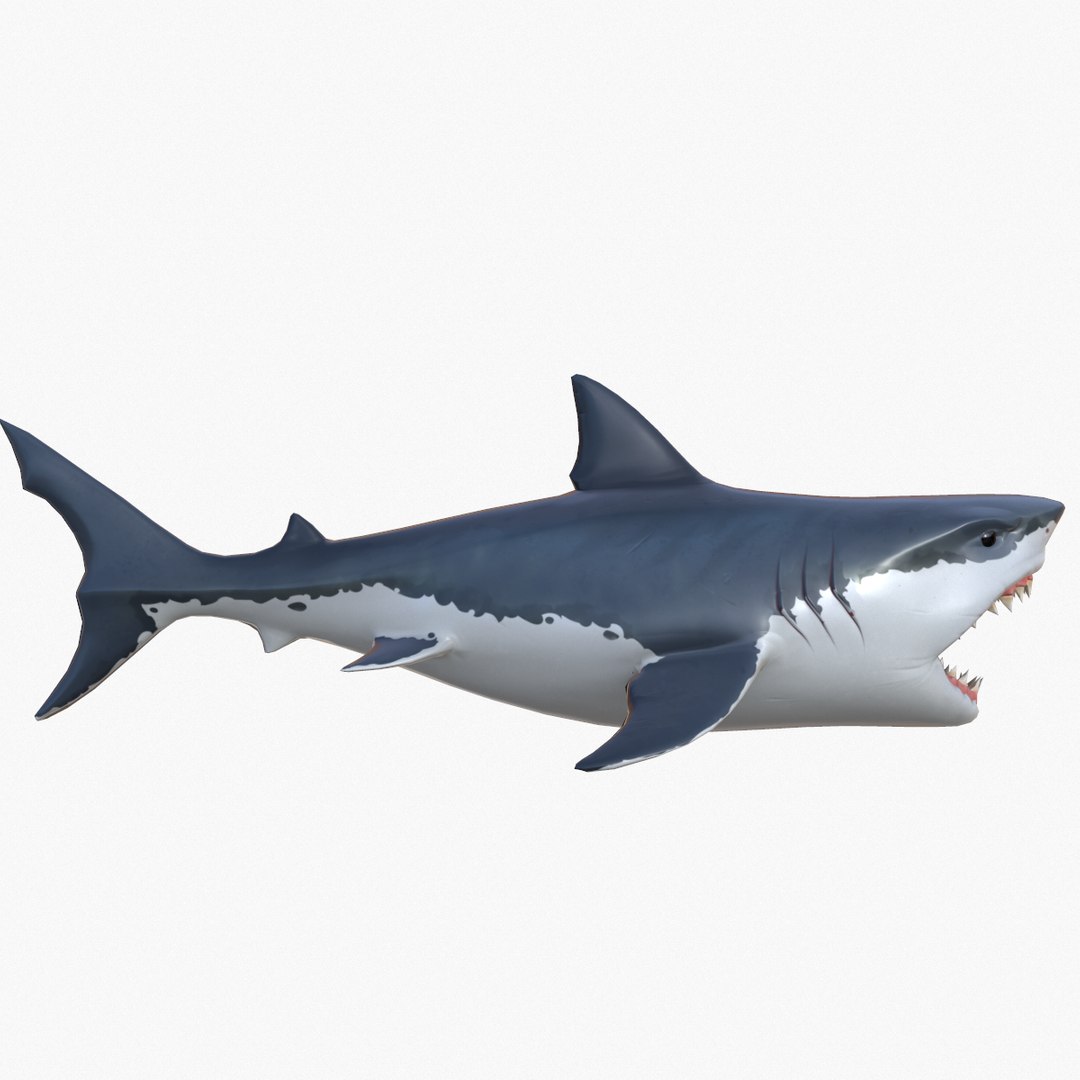 Stylized Shark 3D Model - TurboSquid 1404815