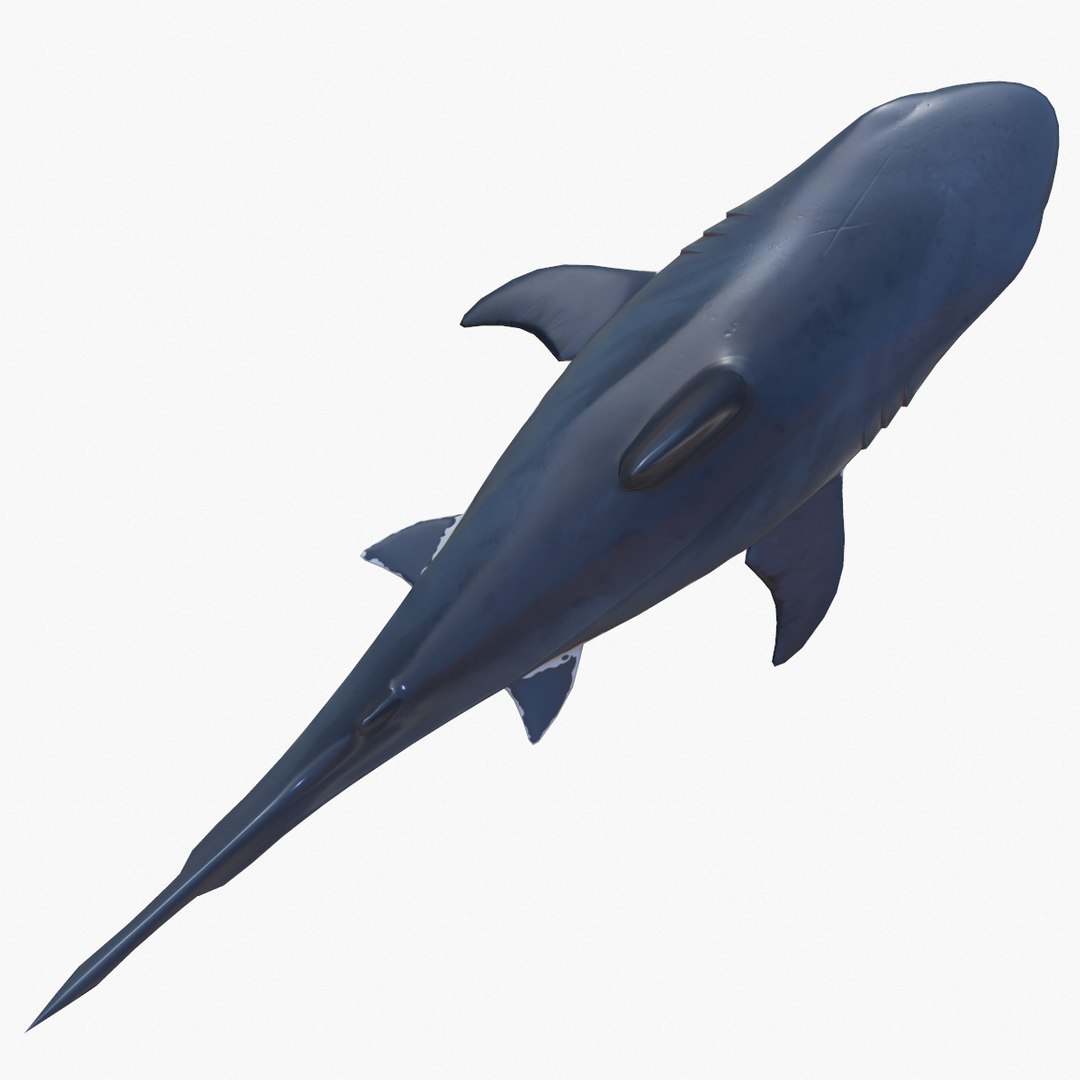 Stylized Shark 3D Model - TurboSquid 1404815