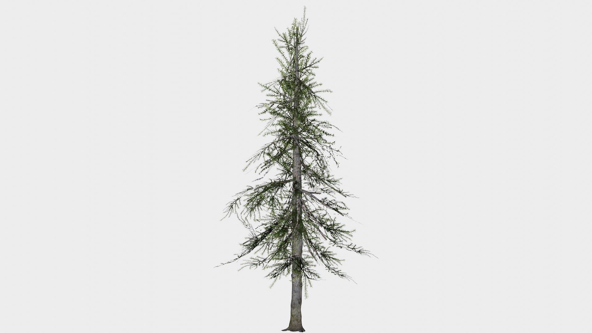 11 In 1 Cedar Trees Collection - Game Assets - Low Poly 3D Model ...