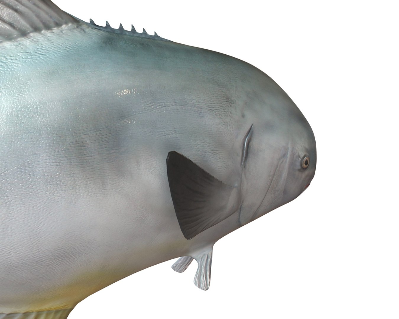 3D Fish Model - TurboSquid 1551926