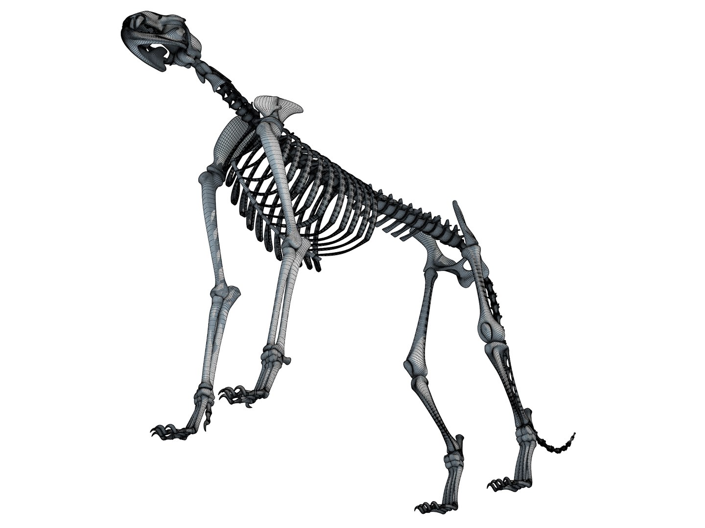 Cheetah Skeleton Animal 3D - TurboSquid 1240047
