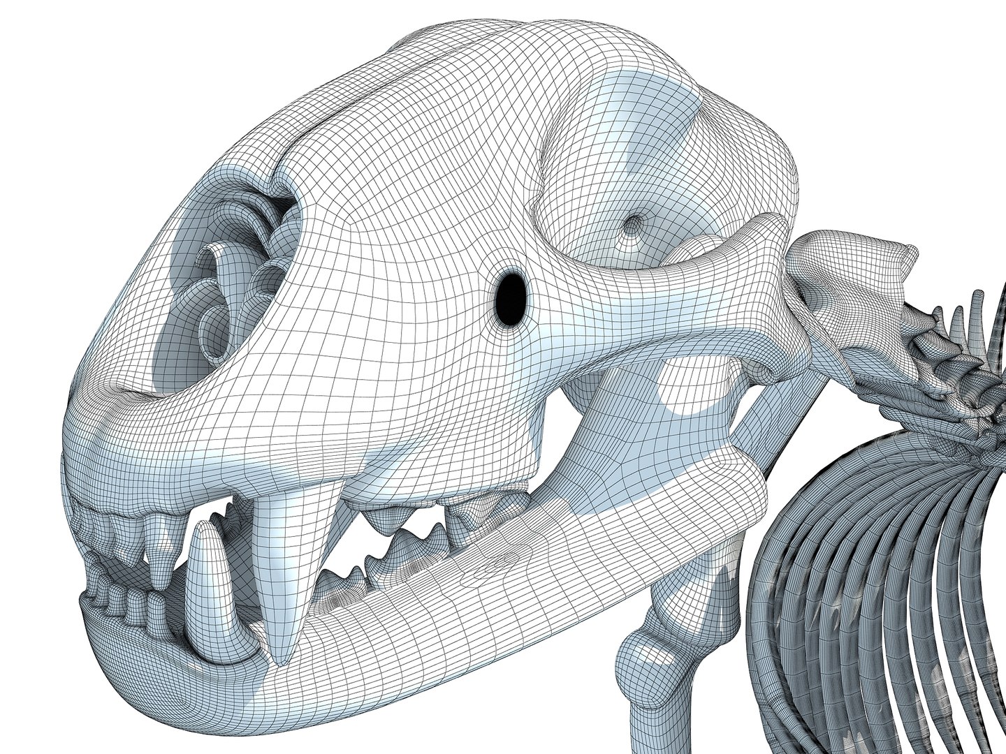 Cheetah Skeleton Animal 3D - TurboSquid 1240047
