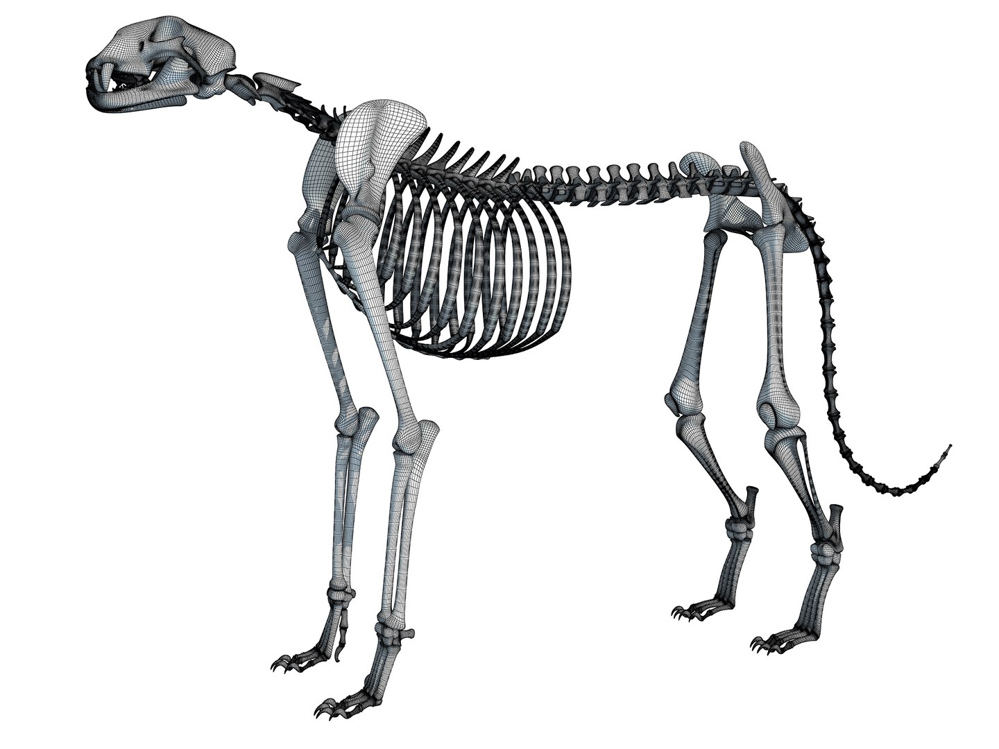 Cheetah Skeleton