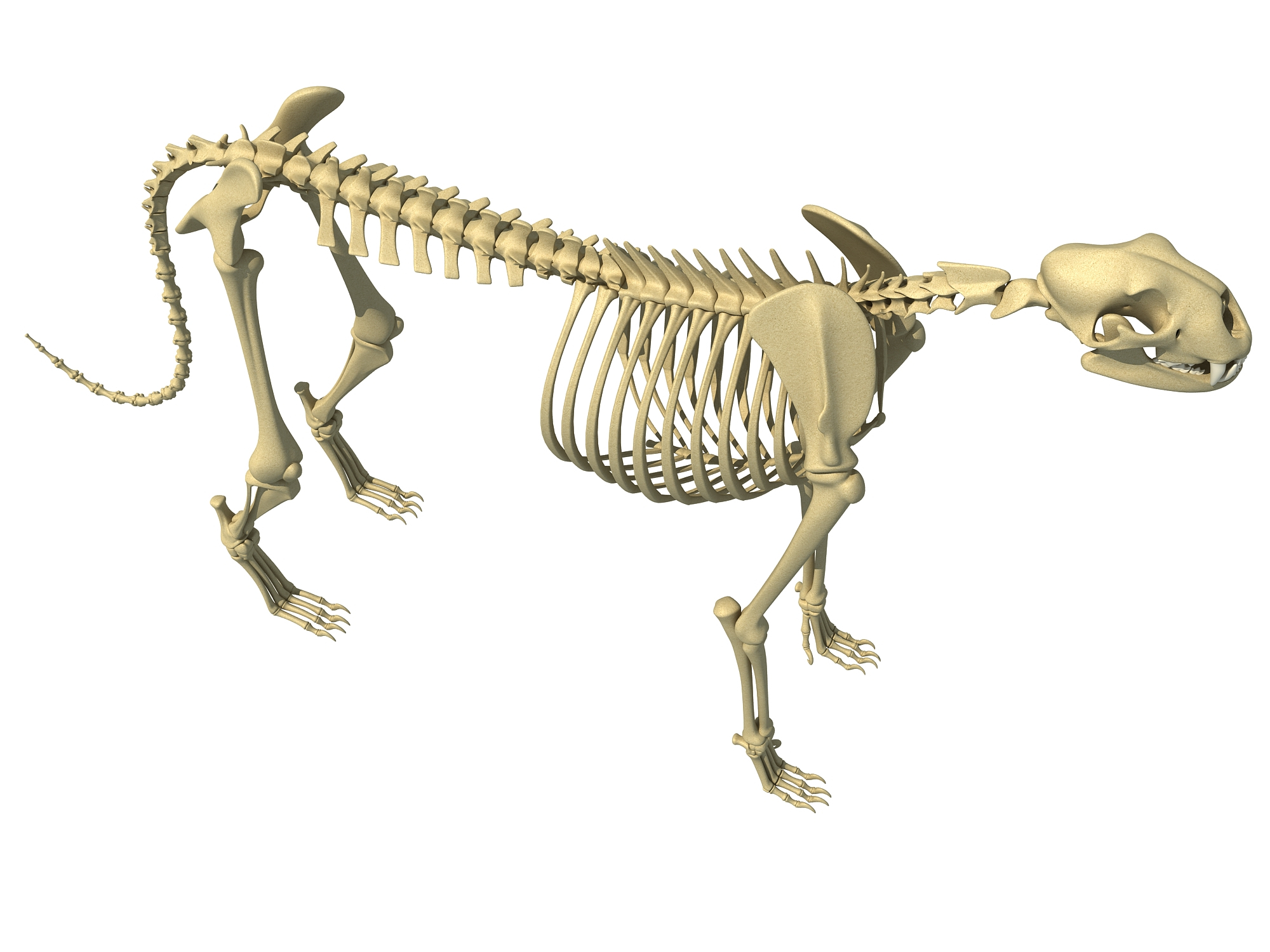 Gepard-Skelett 3D-Modell - TurboSquid 1240047
