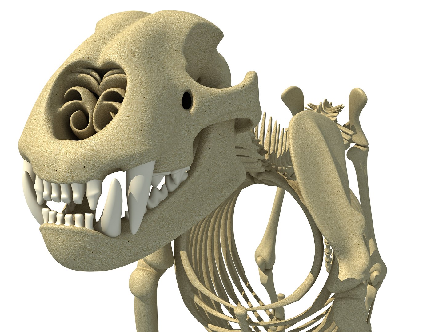 Cheetah Skeleton Animal 3D - TurboSquid 1240047