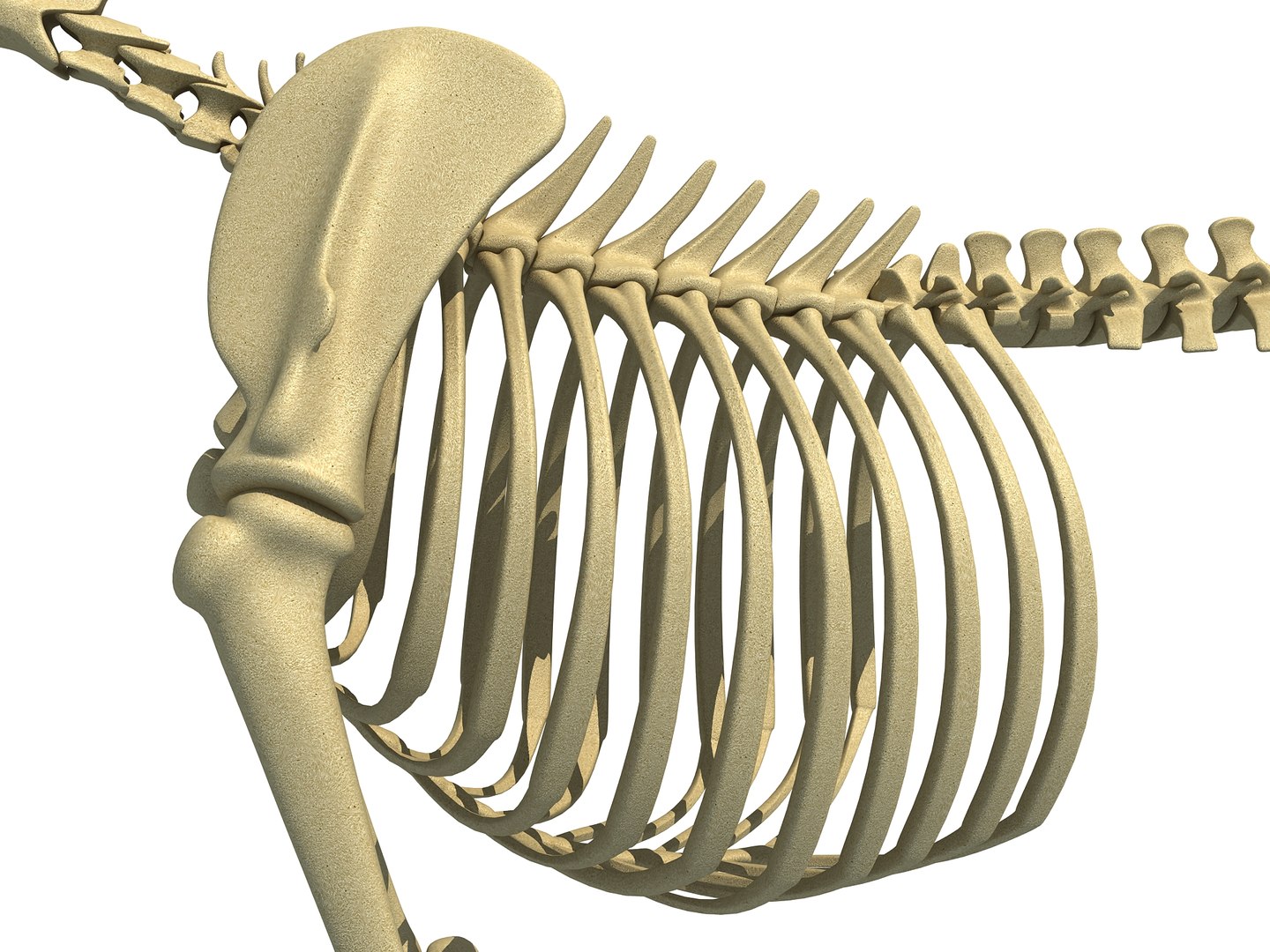 Cheetah Skeleton Animal 3D - TurboSquid 1240047