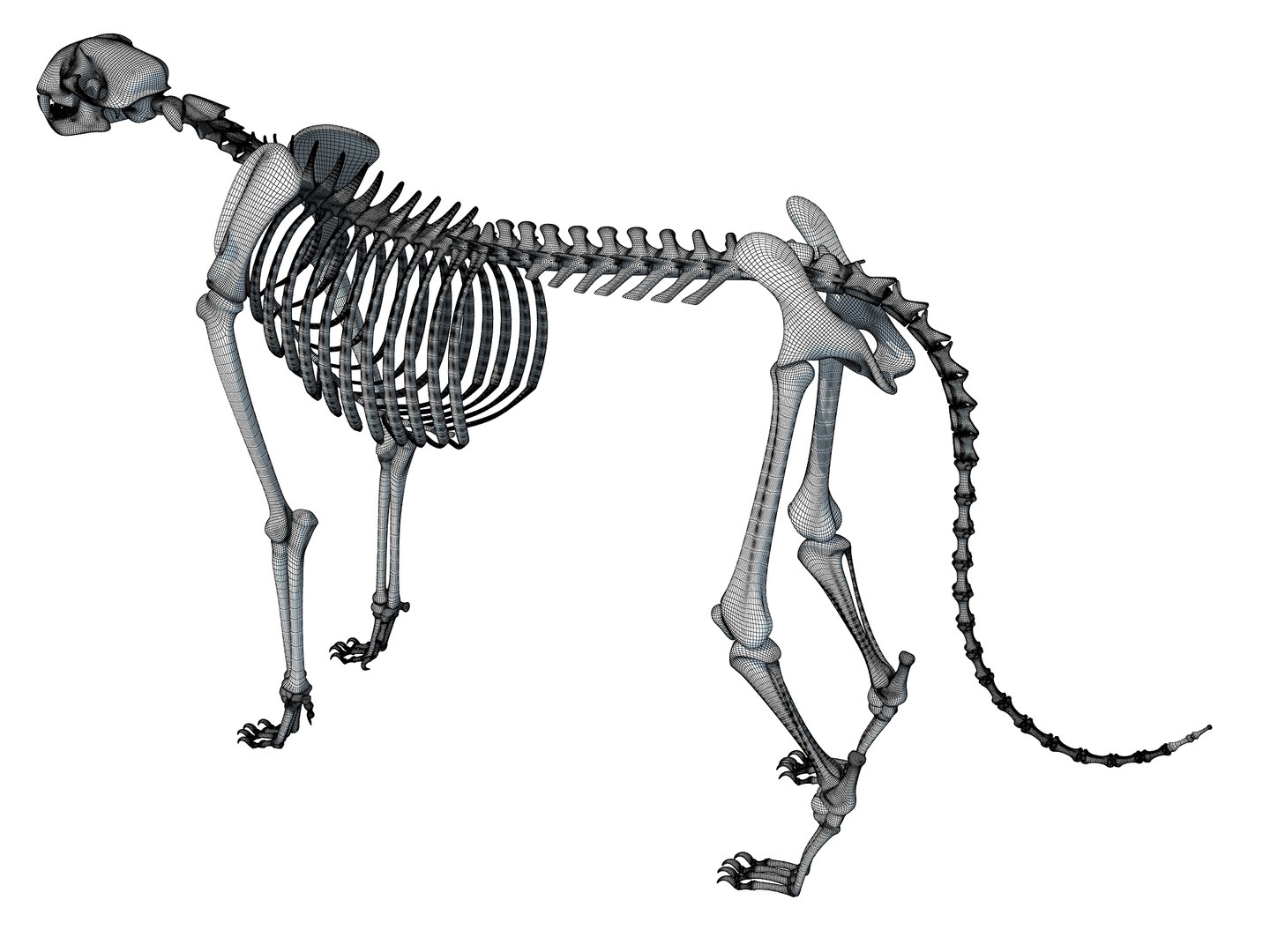 Cheetah Skeleton Animal 3D - TurboSquid 1240047