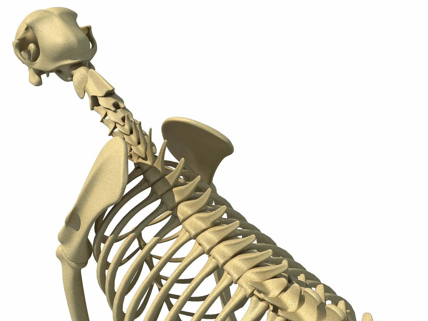 Cheetah Skeleton Animal 3D - TurboSquid 1240047