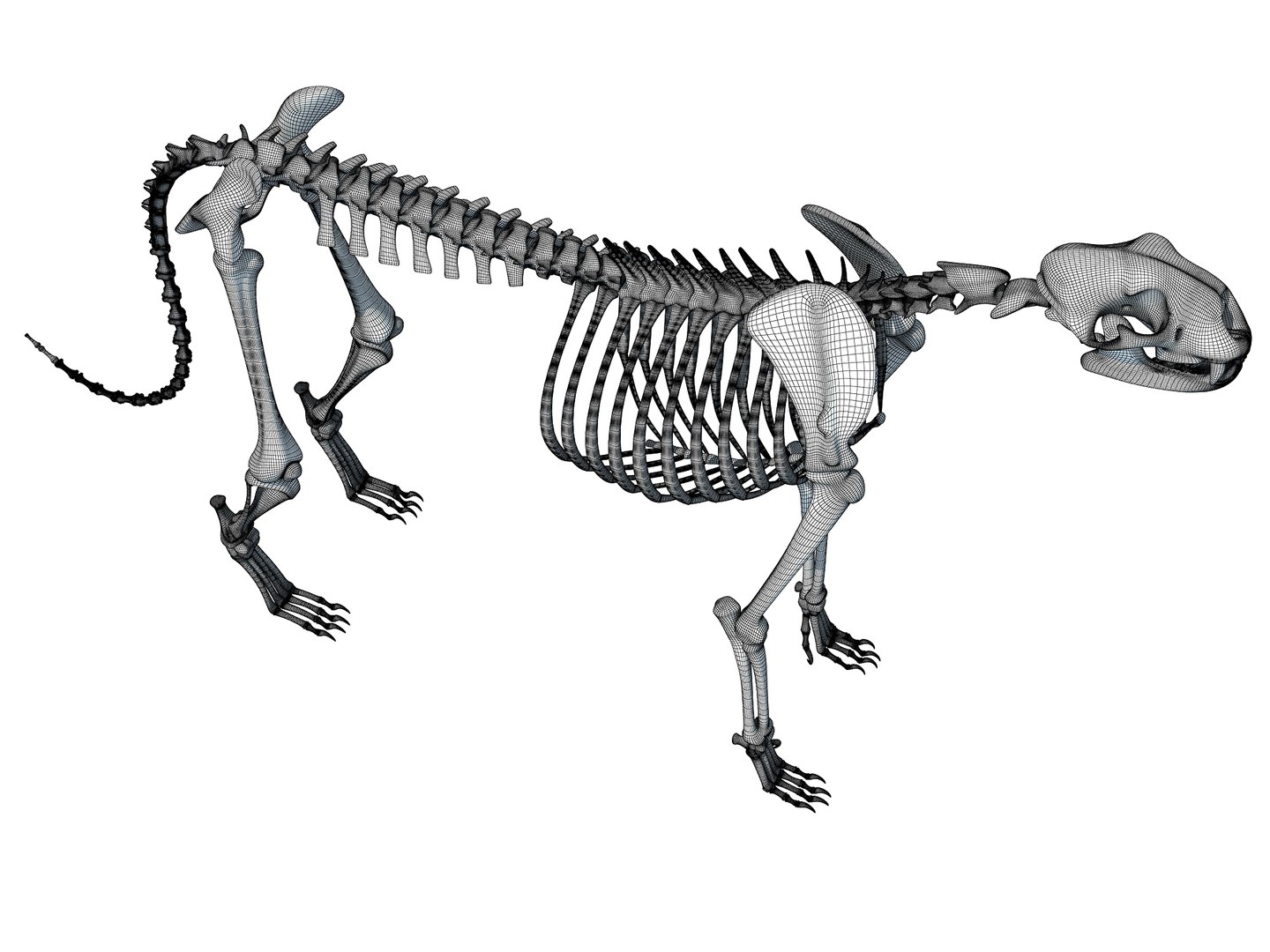 Cheetah Skeleton Animal 3D - TurboSquid 1240047