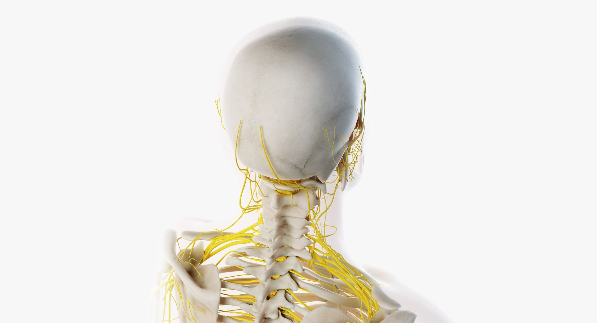 3D male skin skeleton nerves model - TurboSquid 1374701