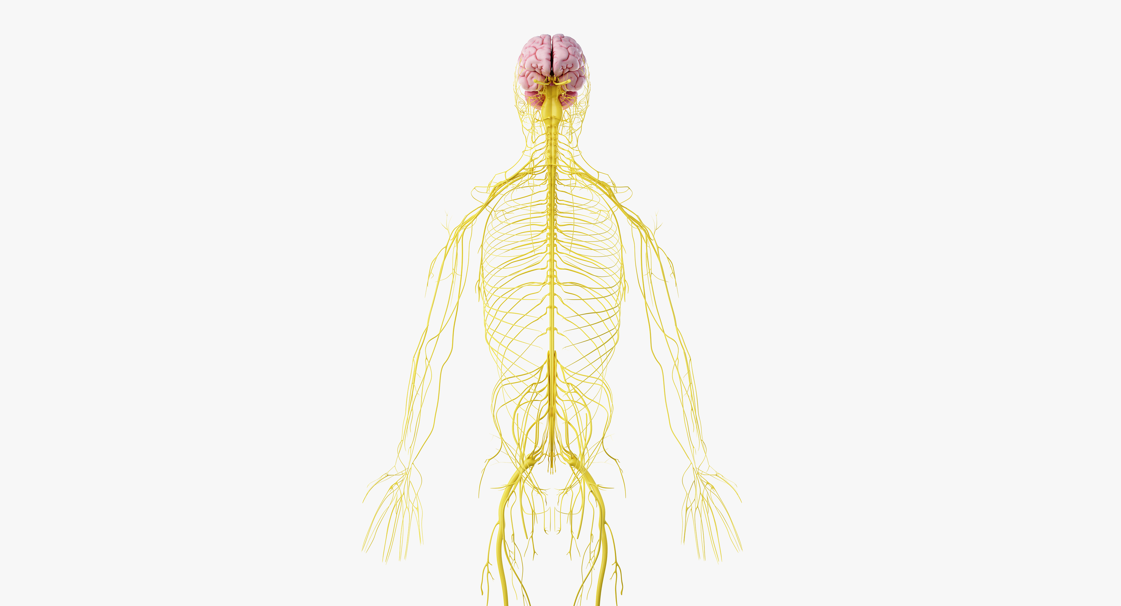 3D male skin skeleton nerves model - TurboSquid 1374701