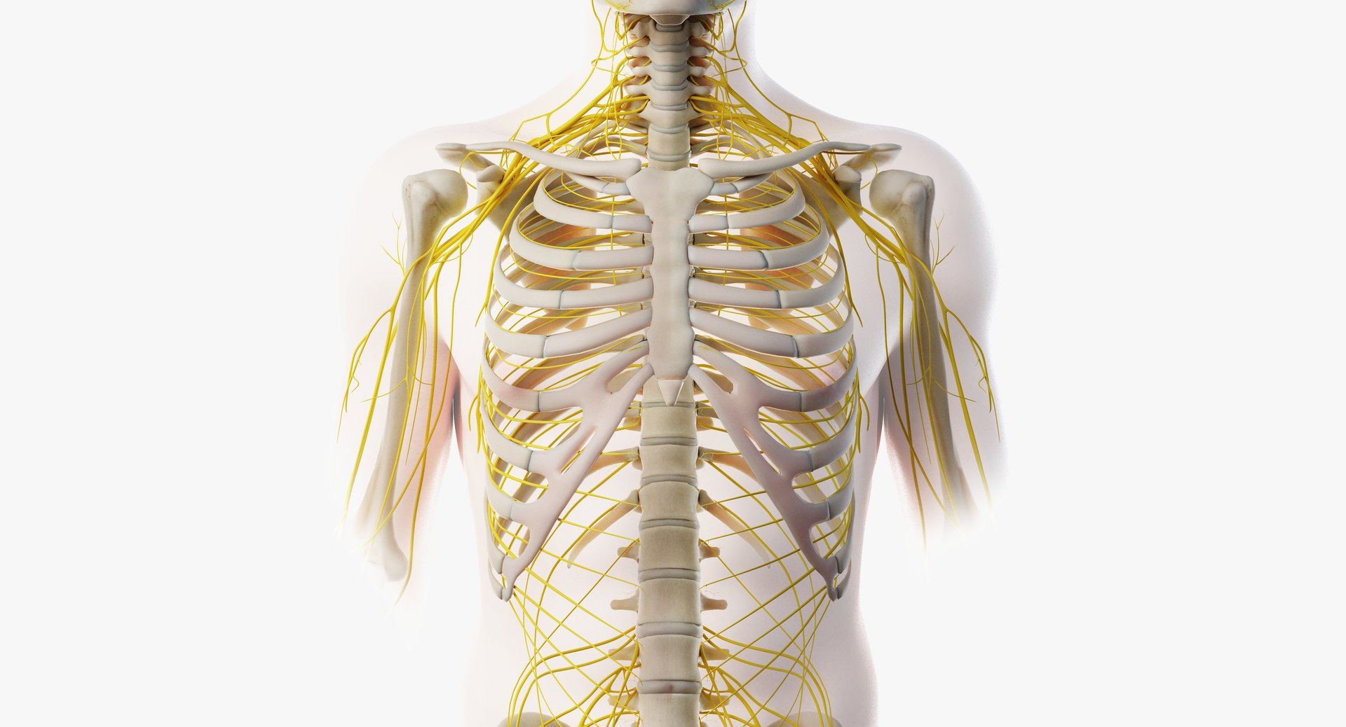 3D male skin skeleton nerves model - TurboSquid 1374701