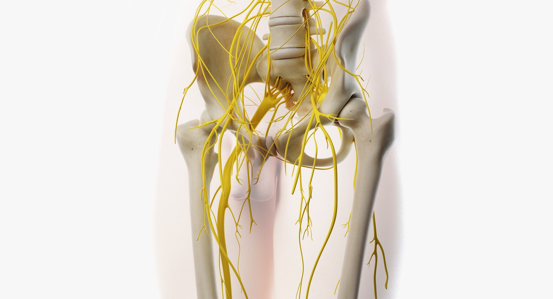 3D male skin skeleton nerves model - TurboSquid 1374701