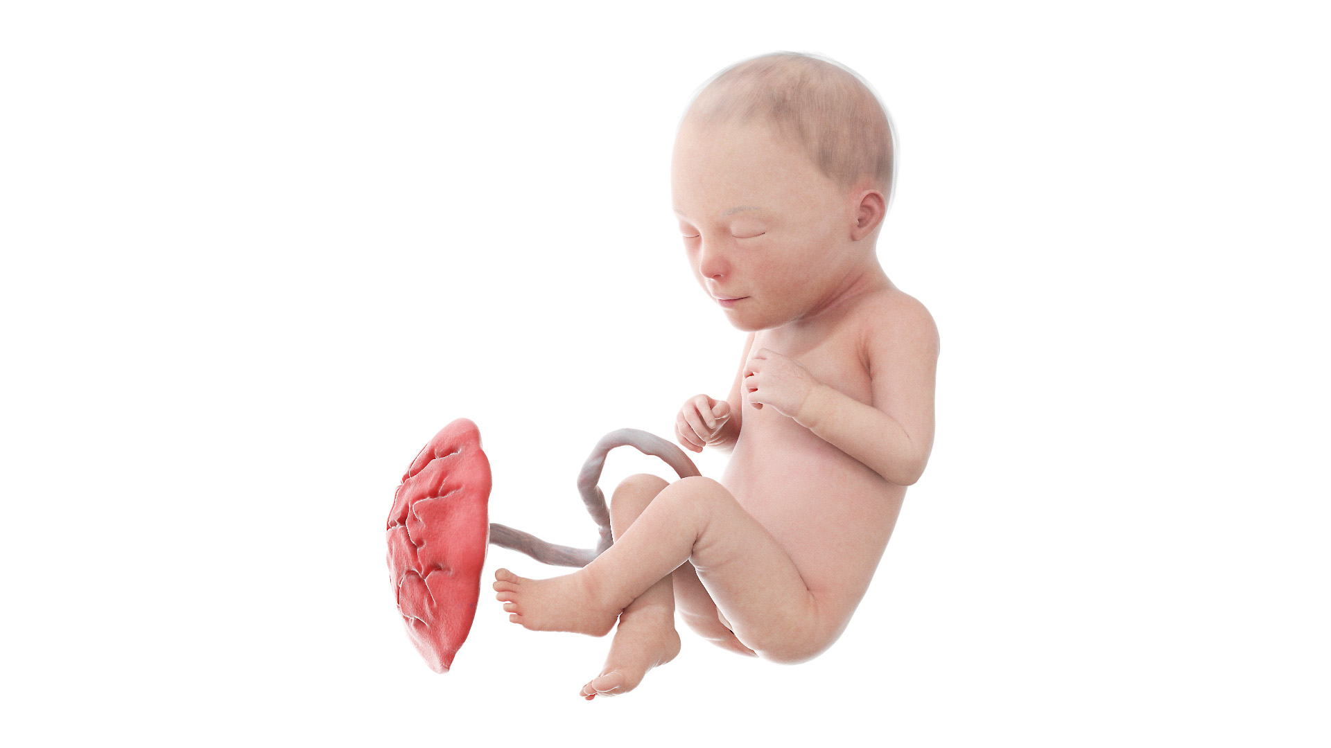 3D Fetus Anatomy Week 10 Static - TurboSquid 1845206