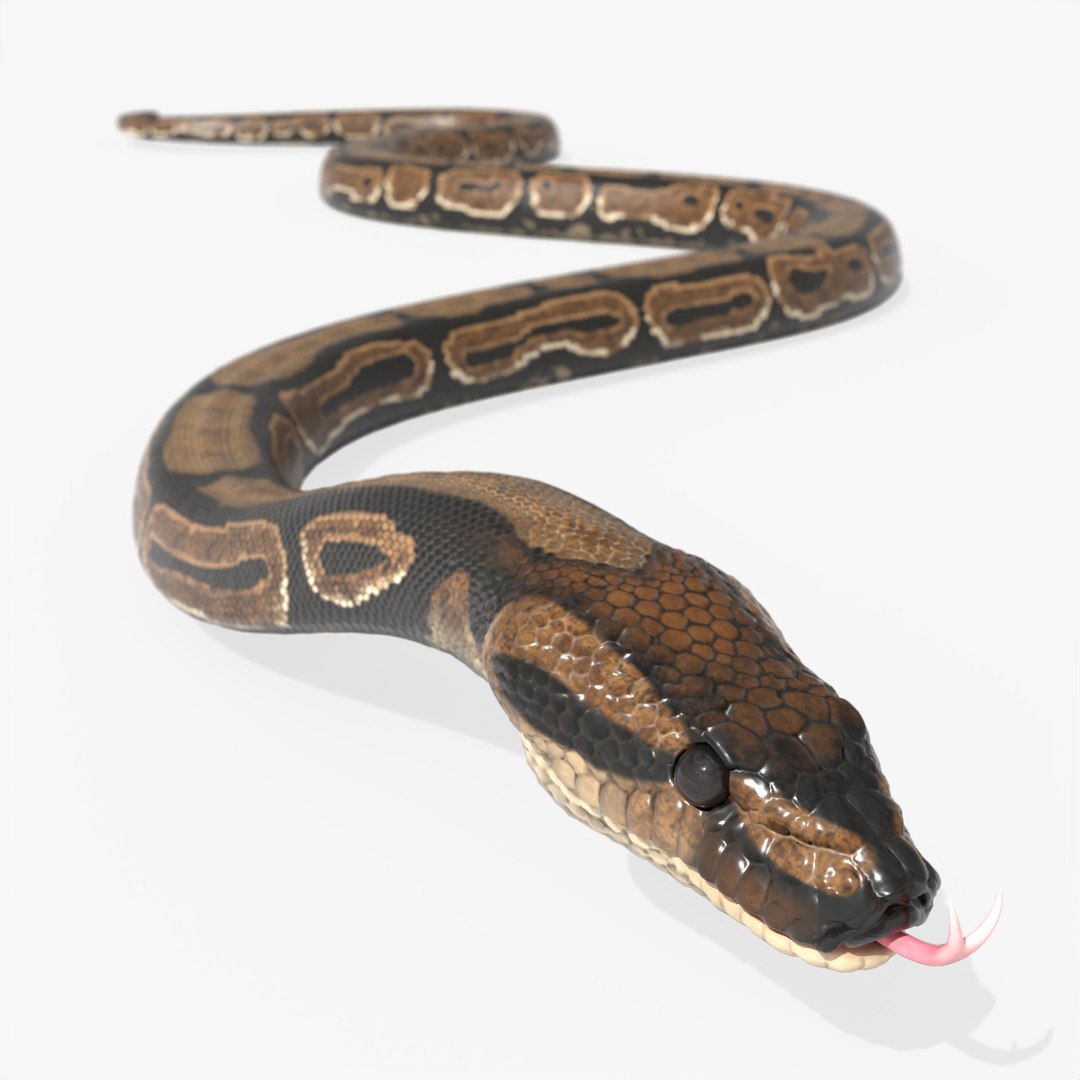 modelo 3d Serpiente pitón reptil arrastrándose animada y manipulada para Blender - TurboSquid ...