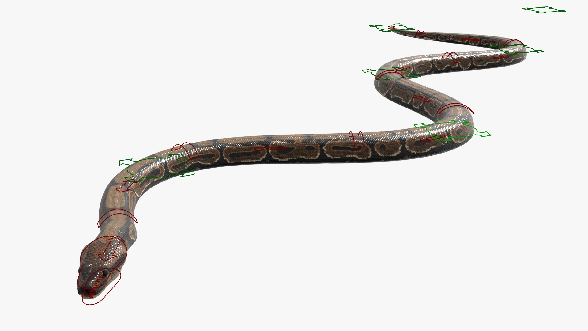 3D Reptile Python Snake Crawling Animated Rigged For Blender ...