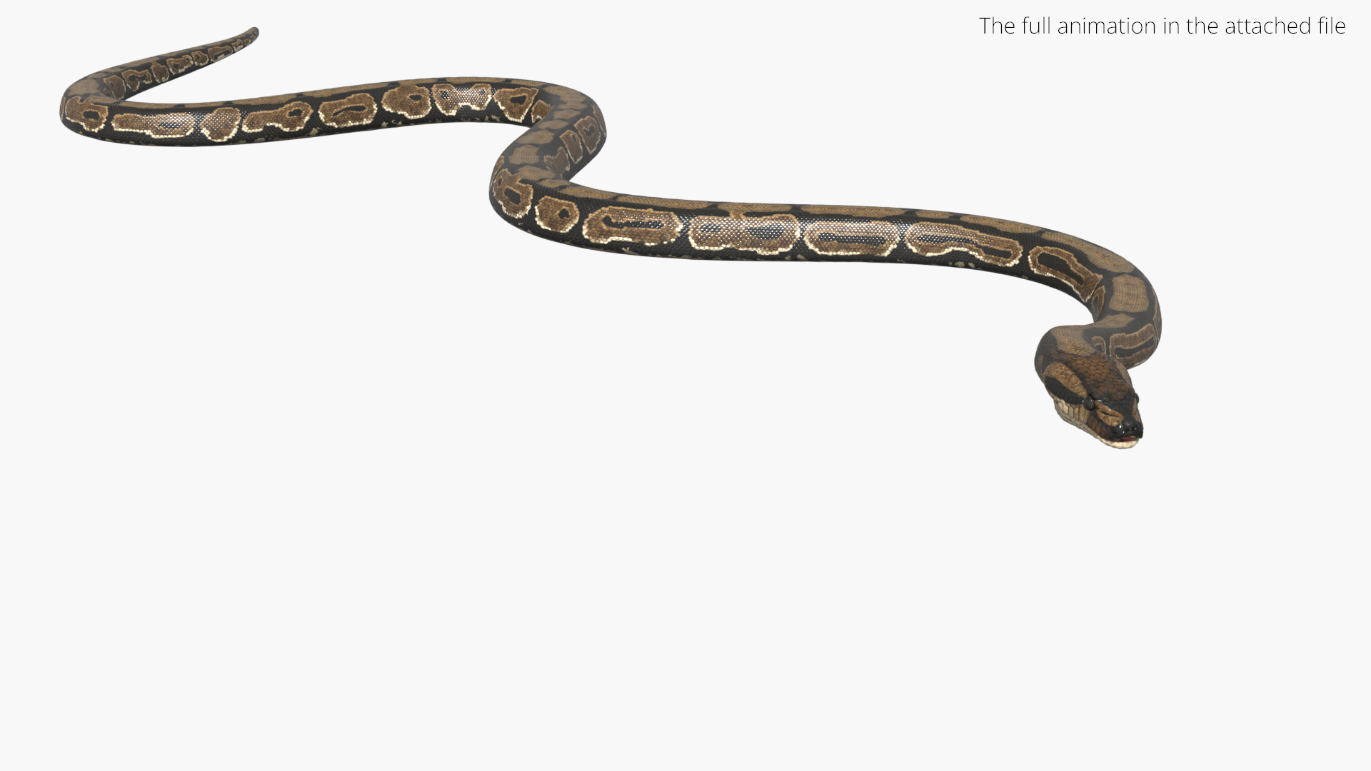 3D Reptile Python Snake Crawling Animated Rigged For Blender ...