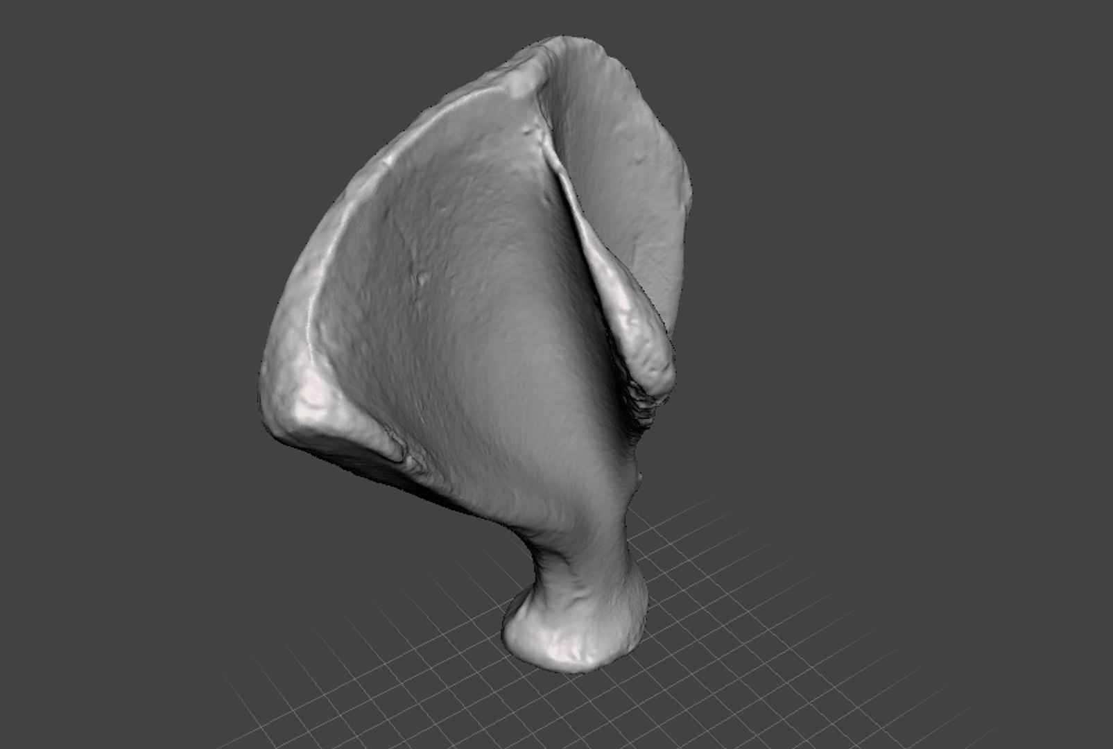3d Pig Scapula Model