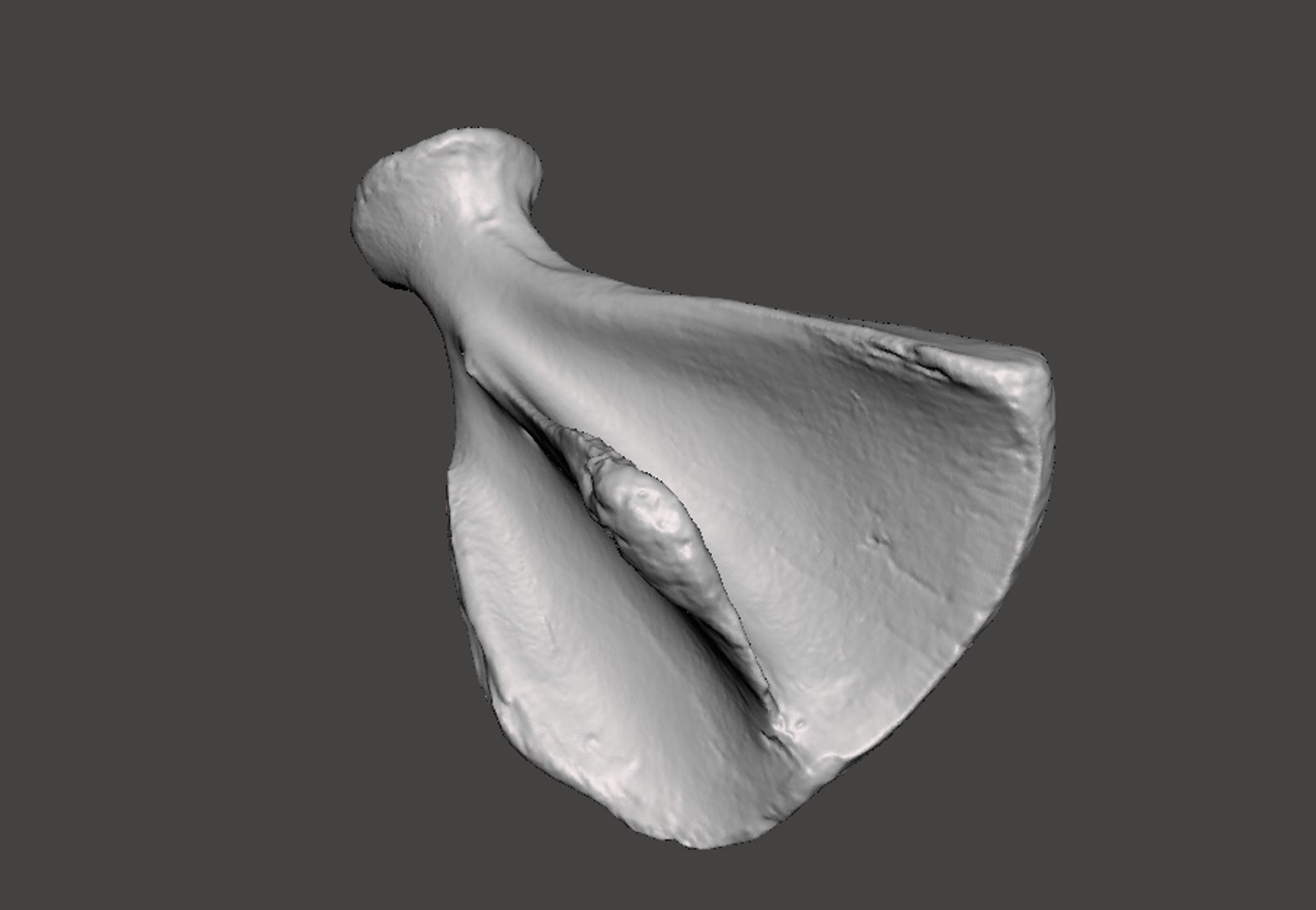 3d Pig Scapula Model