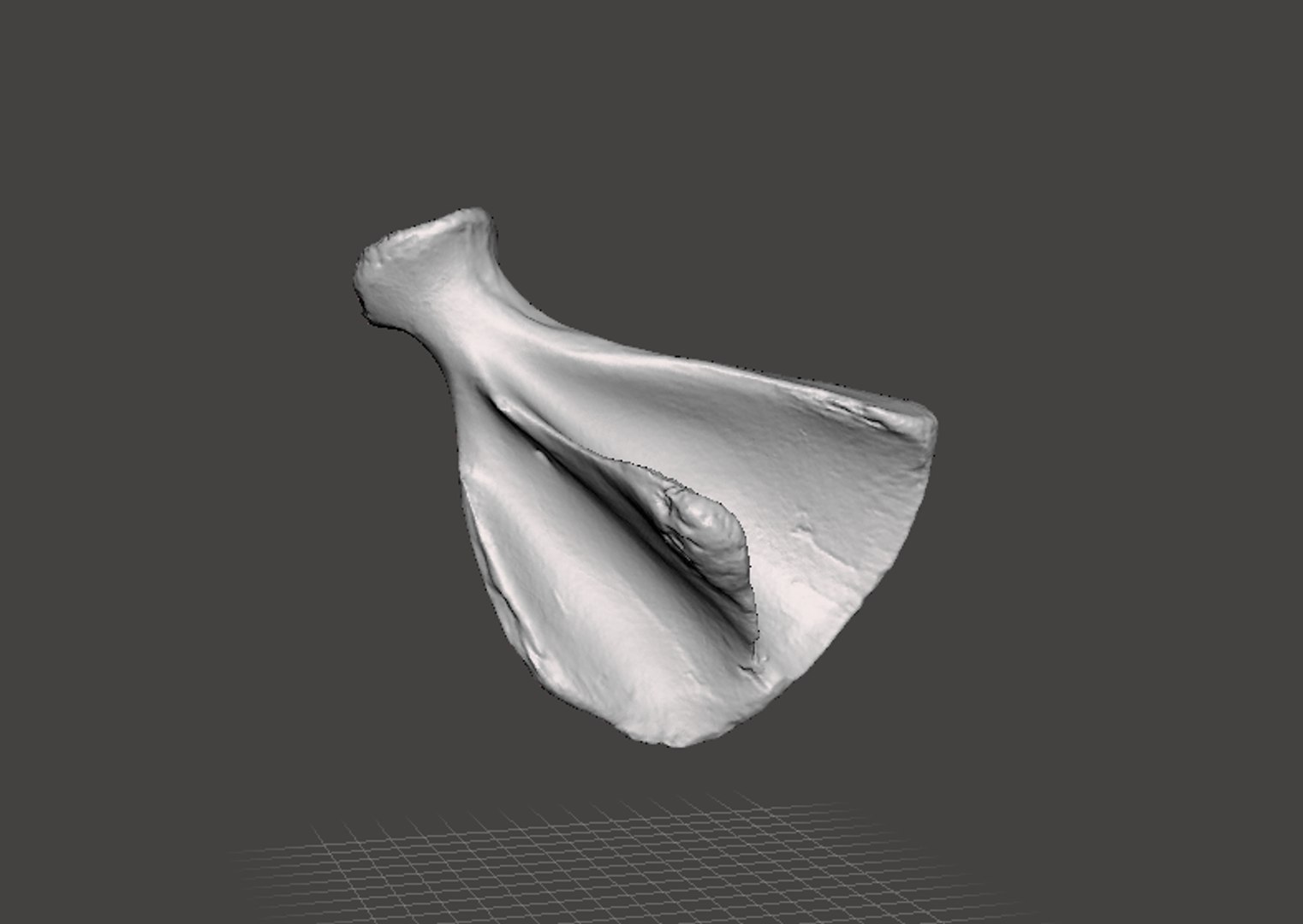 3d Pig Scapula Model