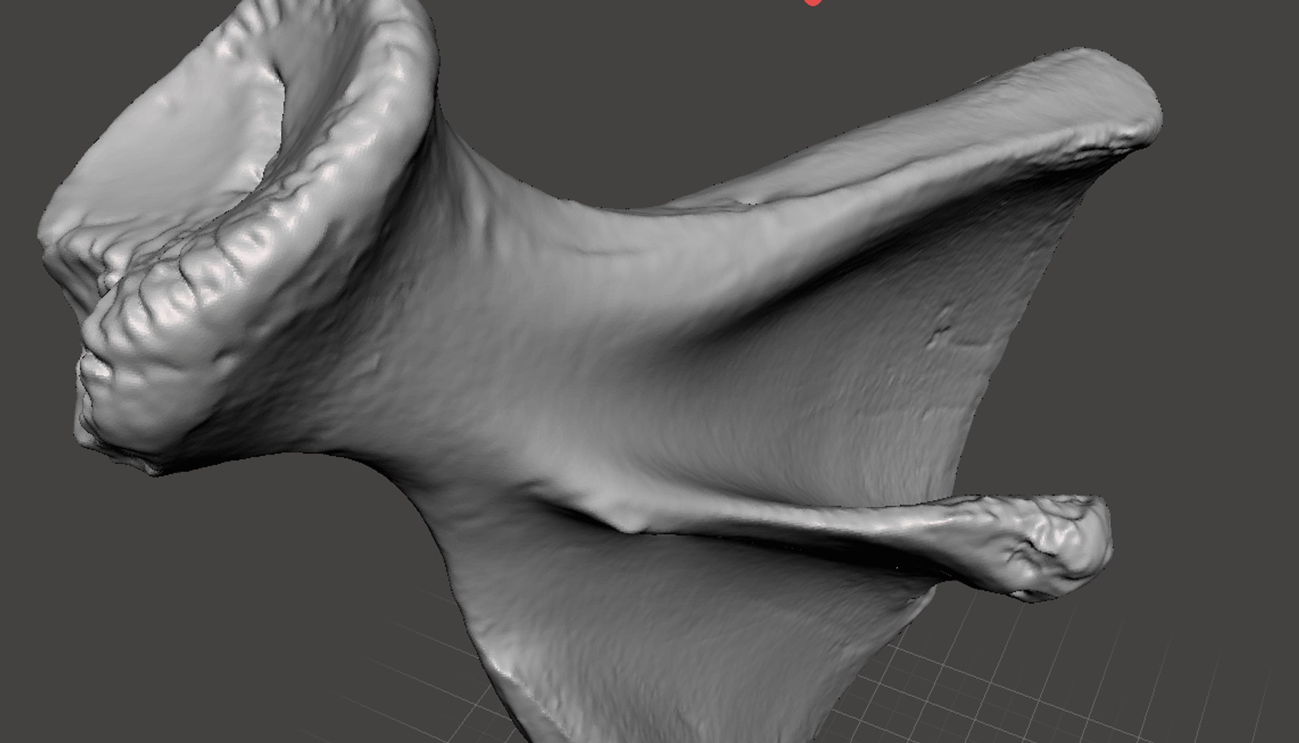 3d Pig Scapula Model