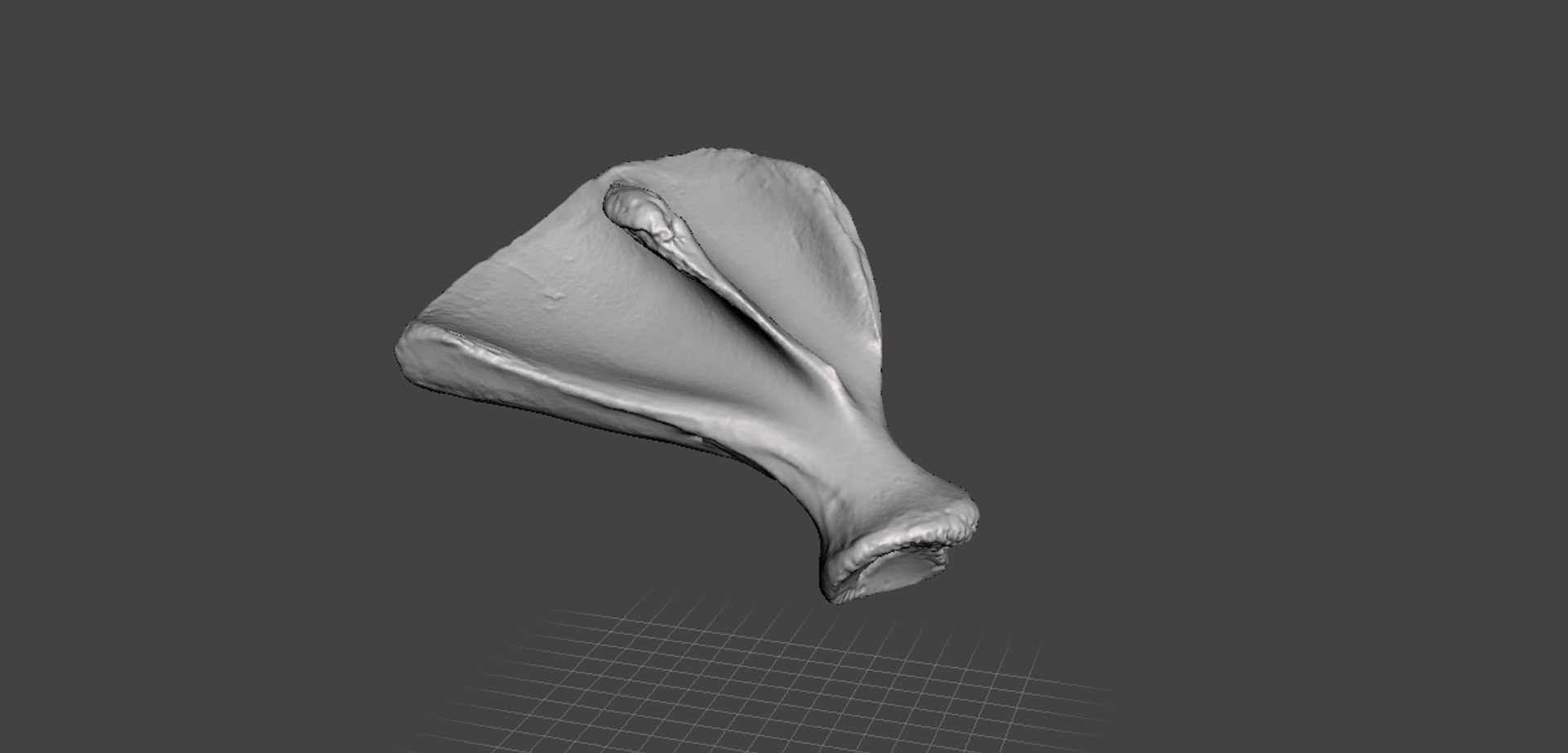 3d Pig Scapula Model