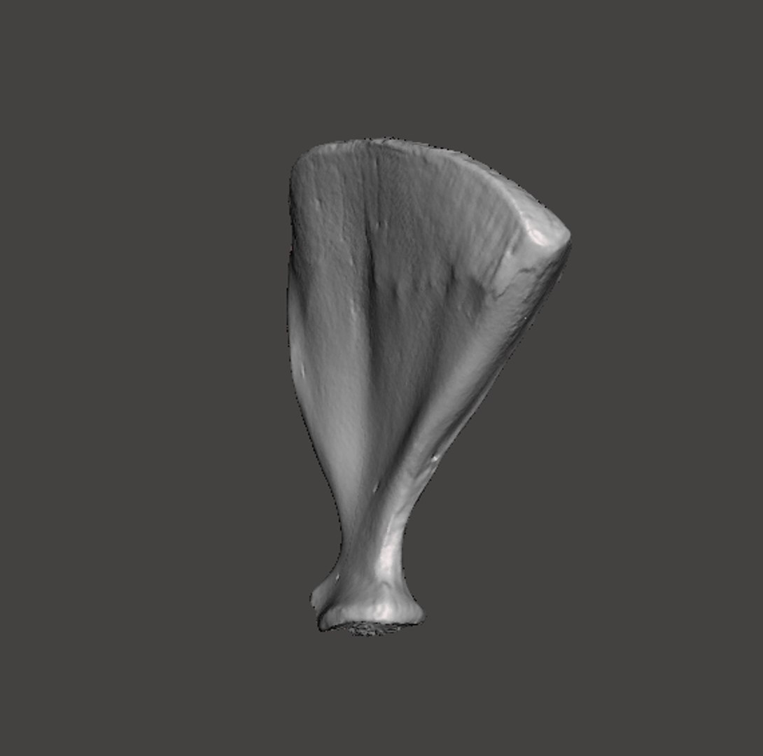 3d Pig Scapula Model