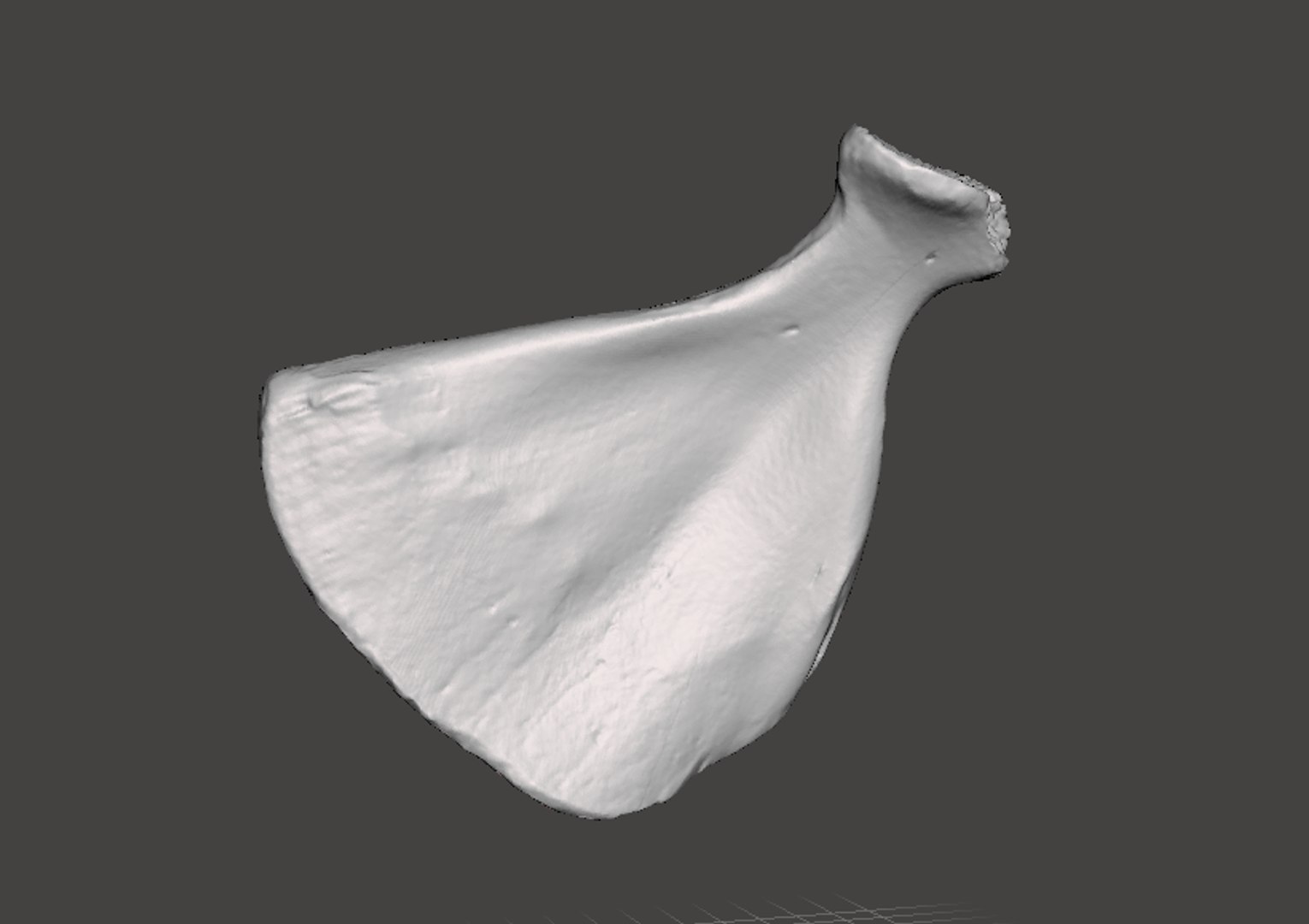3d Pig Scapula Model