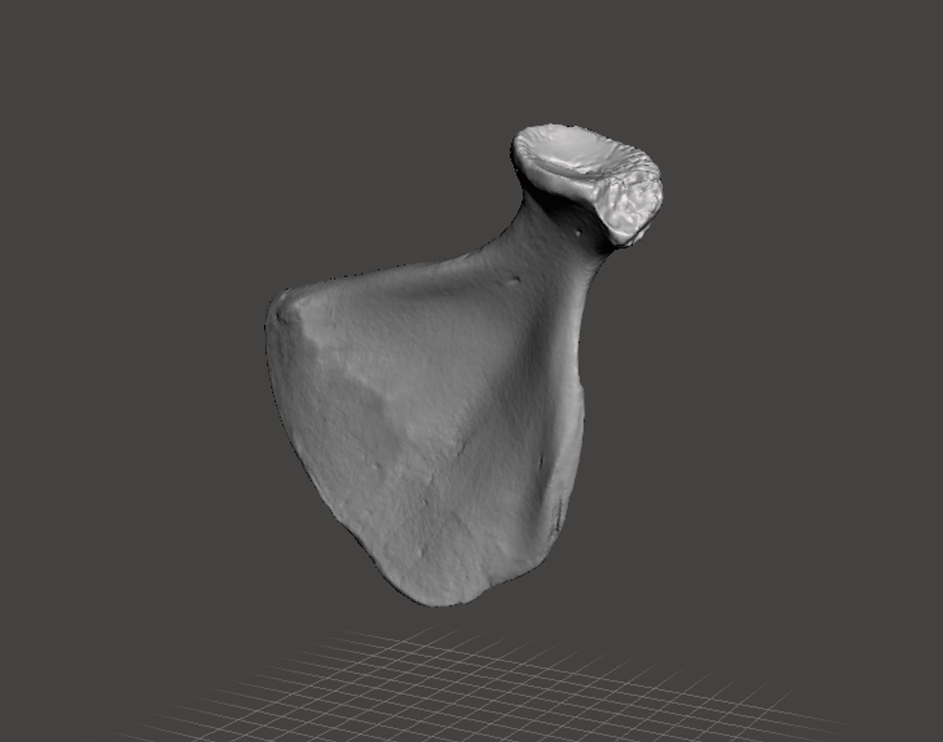 3d Pig Scapula Model